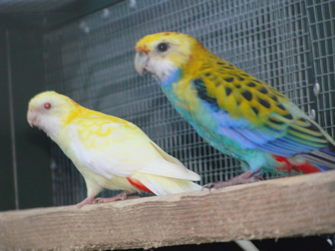 Mutations Platycerques - pennant-mutation.cmonsite.fr